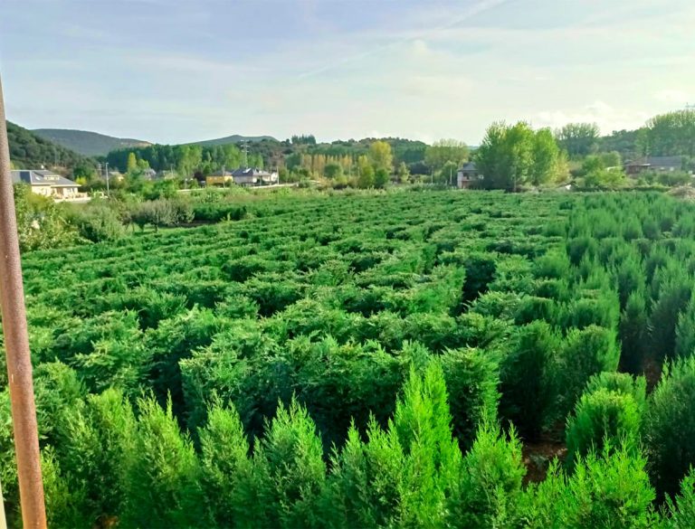 'Un bello Laberinto', el laberinto natural que abrirá este verano en ...